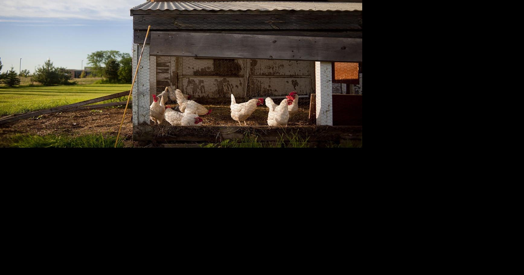 FREDERICK COUNTY REWIND: Chicken thieves beware! | Lifestyle ...