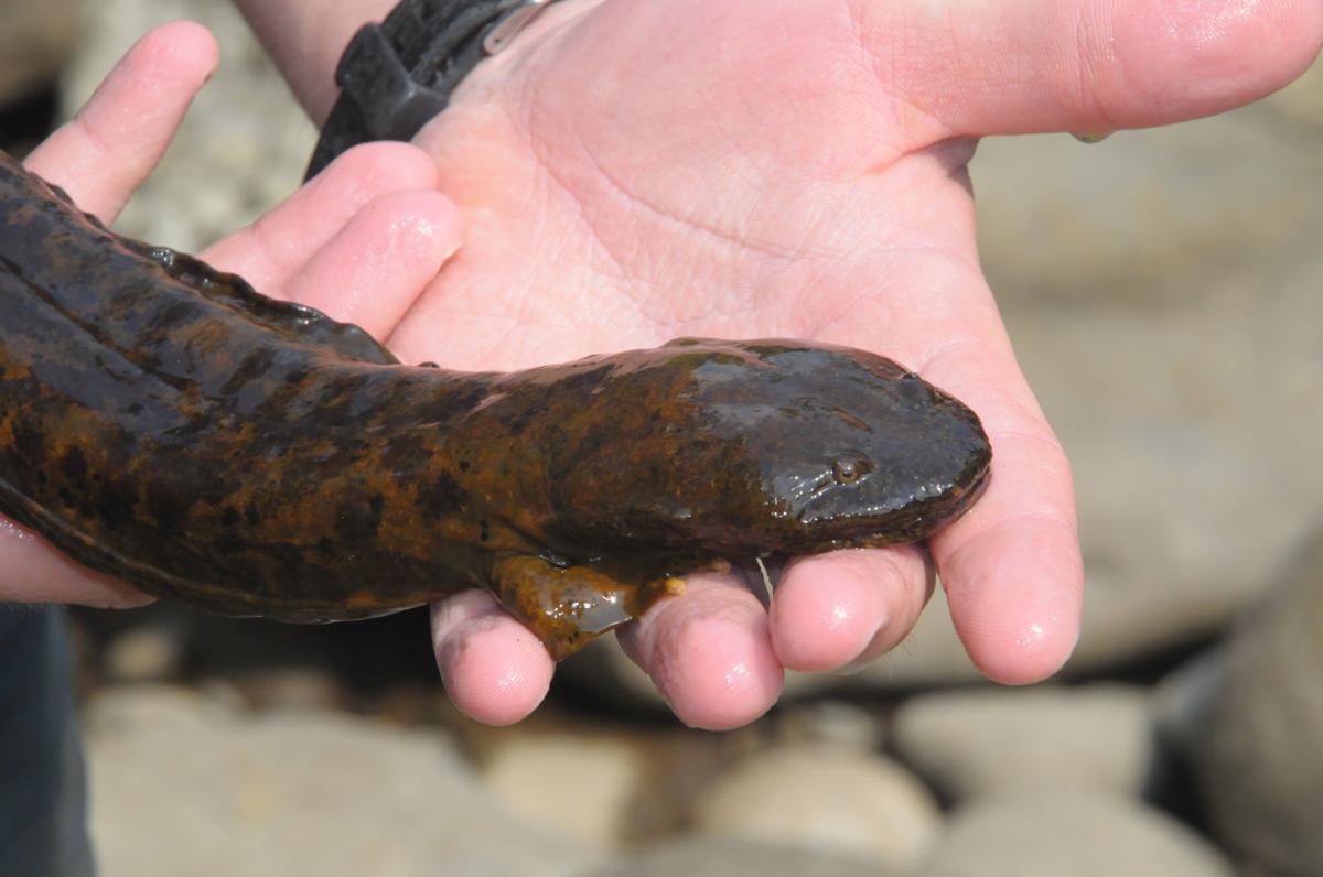 Giant Salamander Hellbender