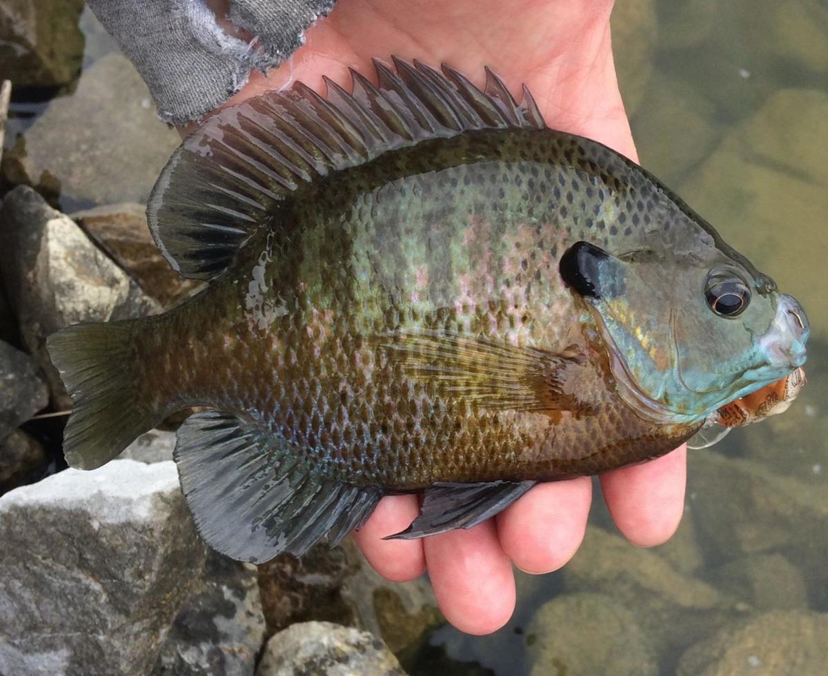 From the Archives: The beauty of a fish is in the eye of the angler ...