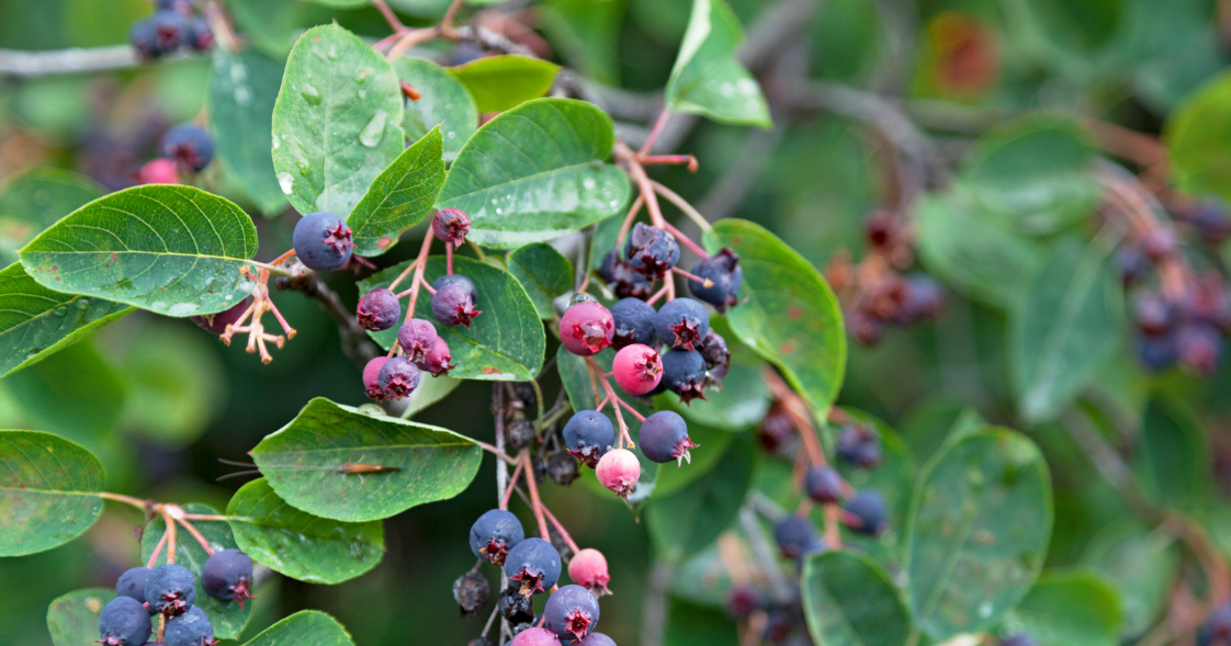 Mid-Atlantic Fruits & Berries with Michael Judd | Classes, workshops ...