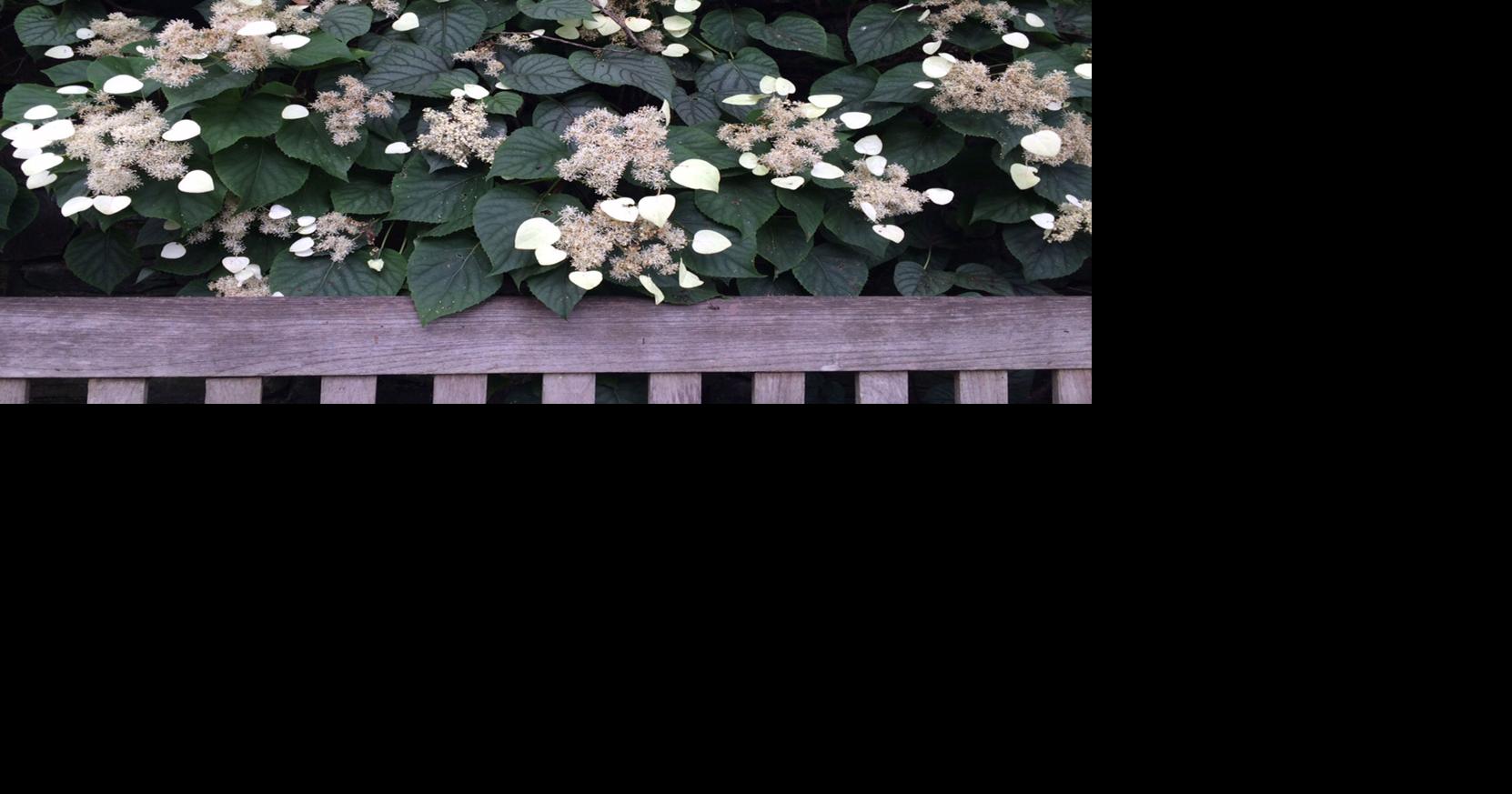How America's frenzy for Japanese plants brought beauties — and a mega ...