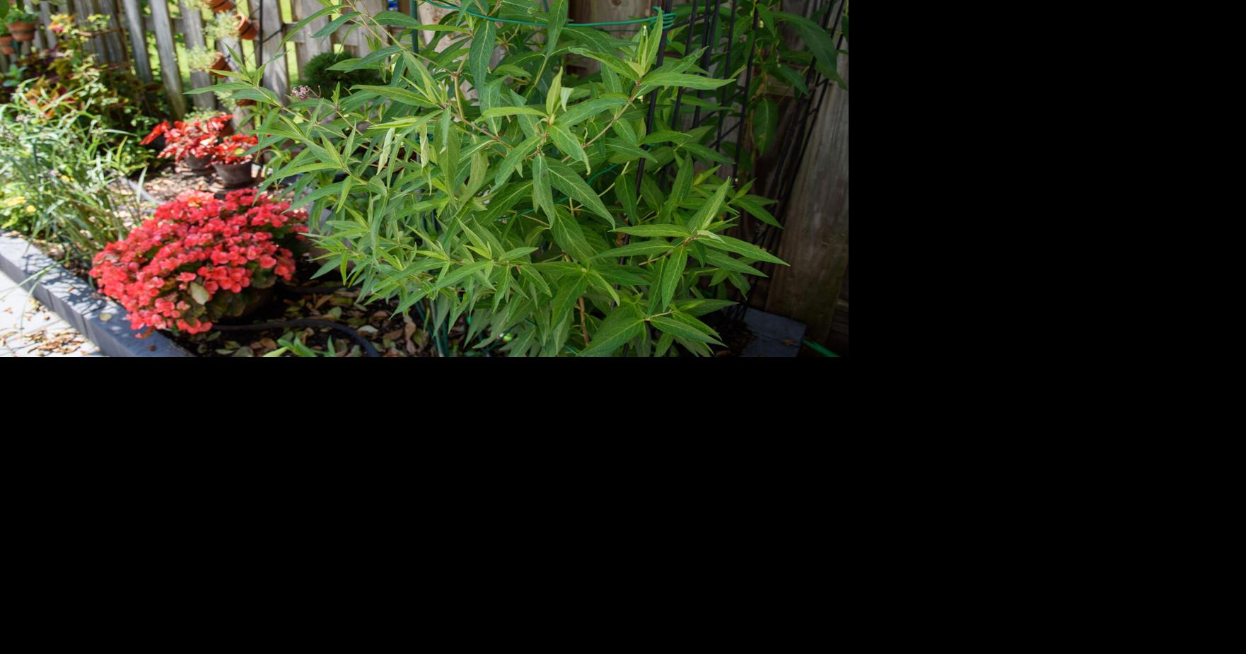 Spring Ridge community begins monarch habitat restoration project ...
