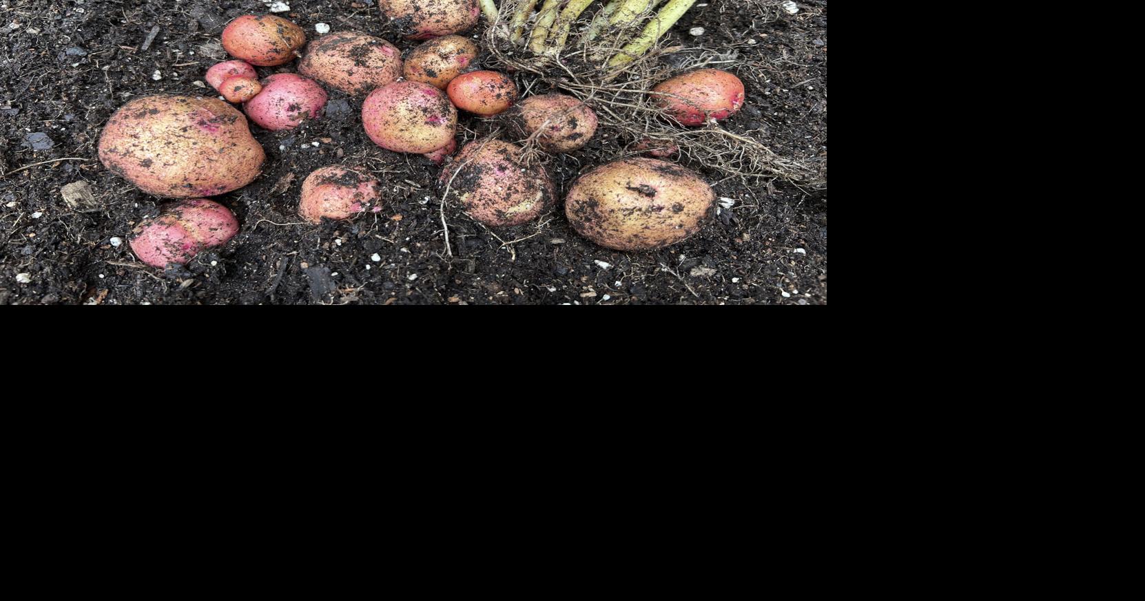 Heritage Spud Fest | Arts & entertainment | fredericknewspost.com