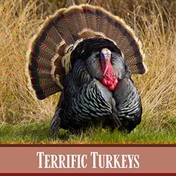 Terrific Turkeys | Family Fun | fredericknewspost.com