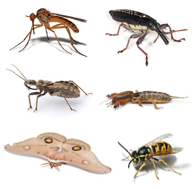 Insects, though small, play large role in our ecosystem | Environment ...