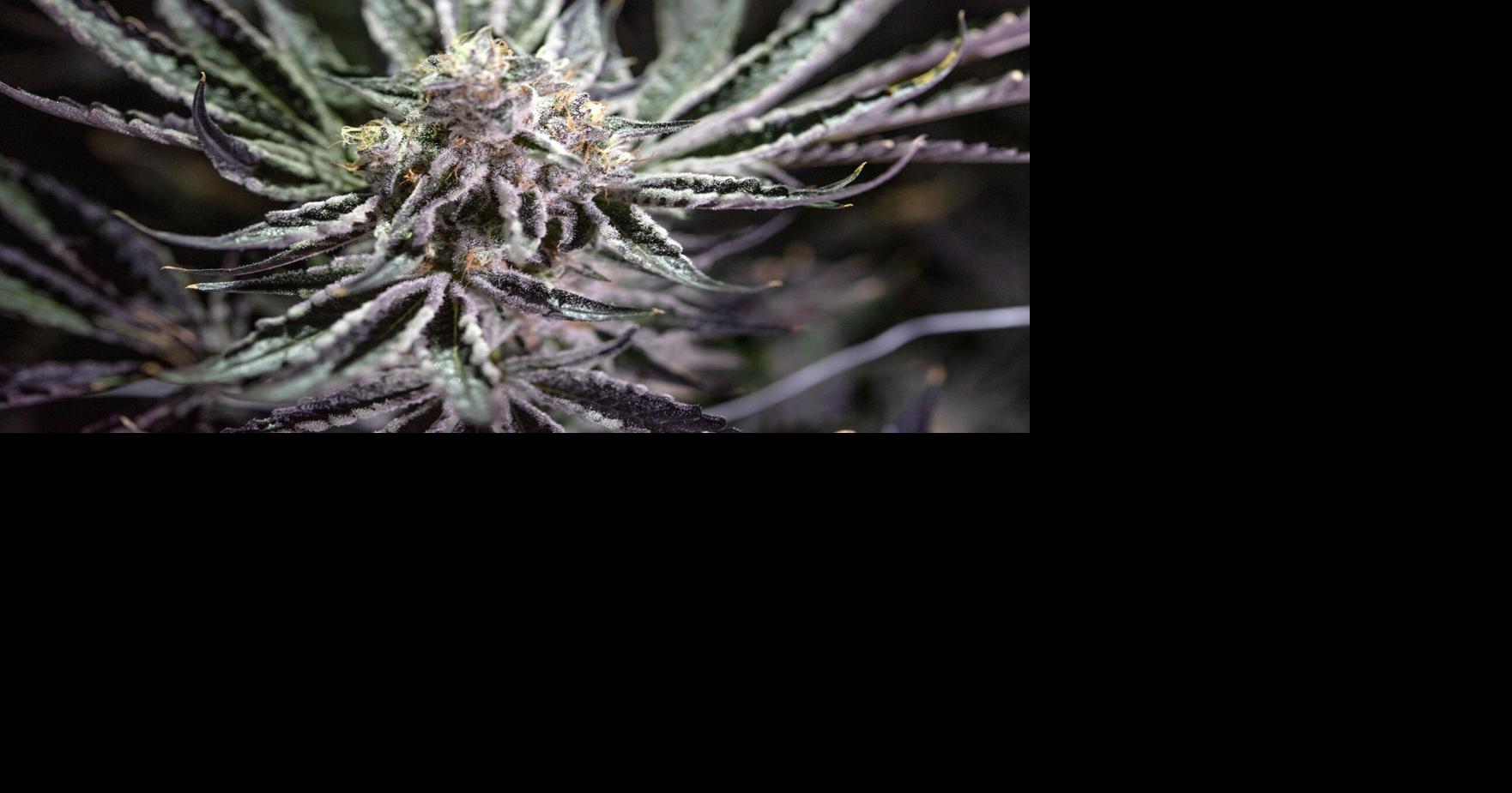 A look inside operations at gLeaf dispensary and grow house | Arts ...