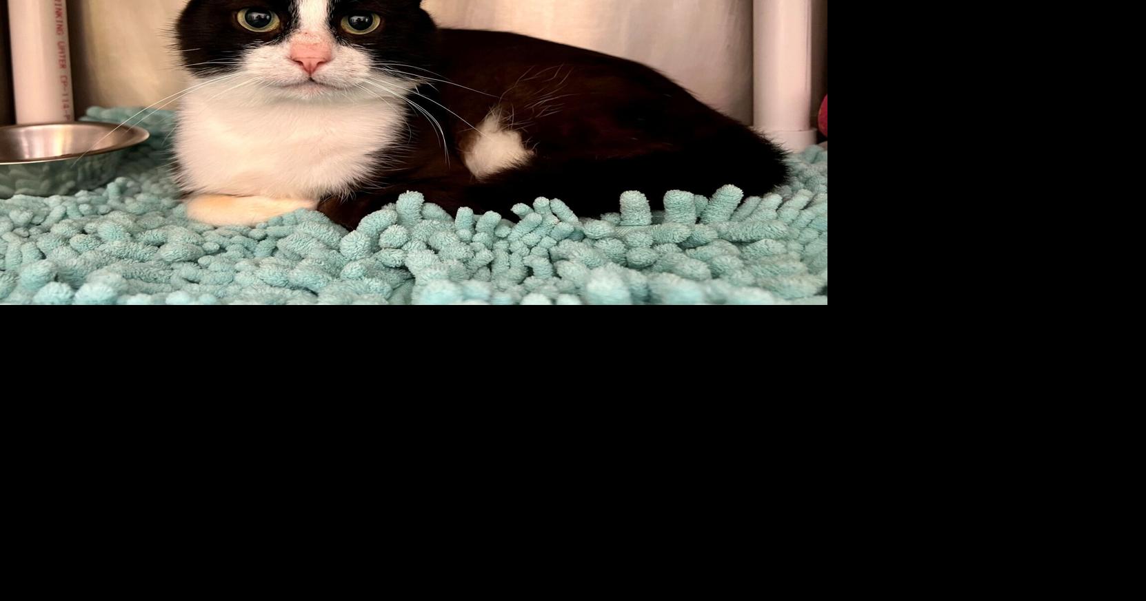 Looking for a home — Aug. 5 | Pets And Animals | fredericknewspost.com