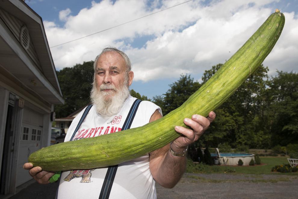 In a pickle: Record-breaking cucumber too big to eat | Food ...