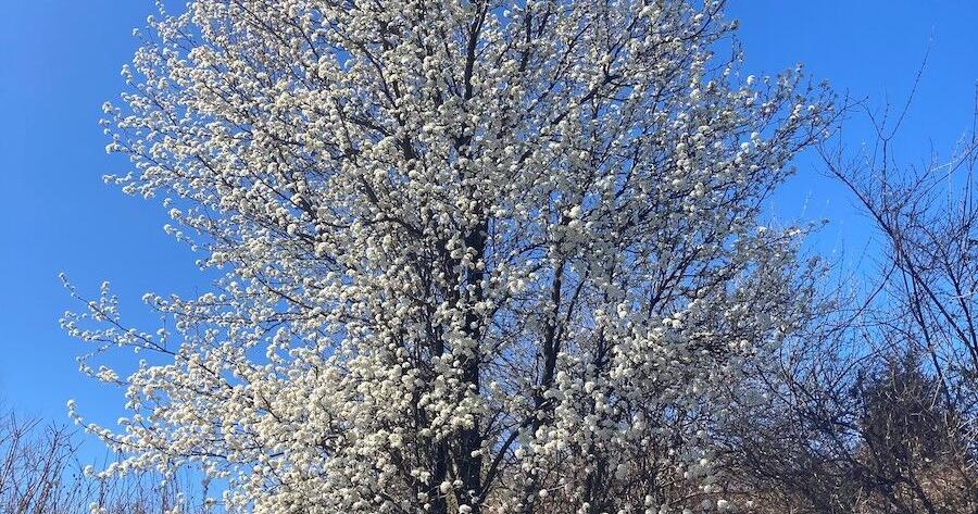 Nature Notes: Bradford pear trees are eye-catching but invasive ...