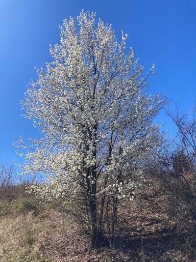 Nature Notes: Bradford pear trees are eye-catching but invasive ...