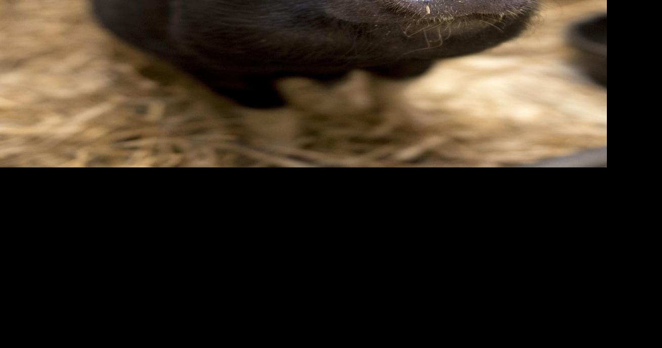 Second pig in two weeks taken in at county shelter | News ...