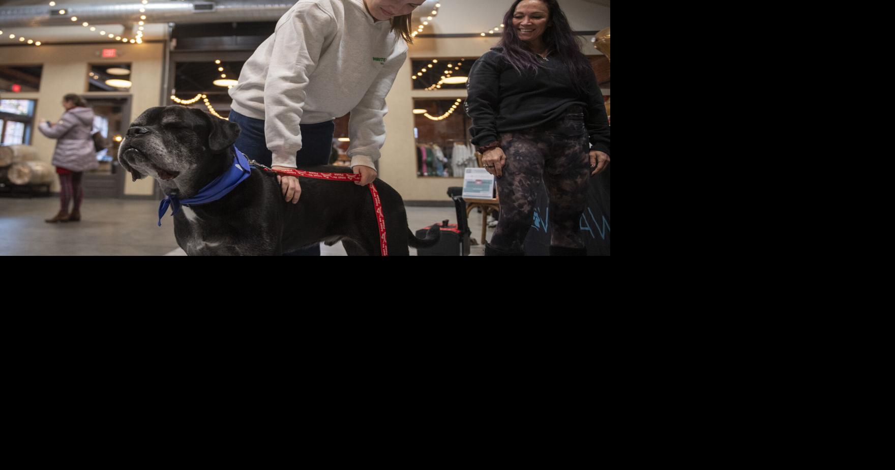 Current and potential dog owners enjoy pet-themed activities at ...