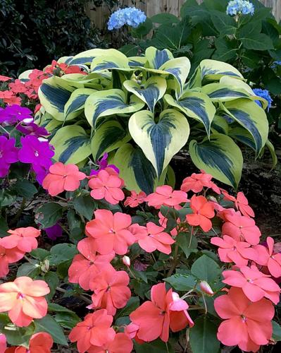 LIFE-ON-GARDENING-2-MCT | | fredericknewspost.com