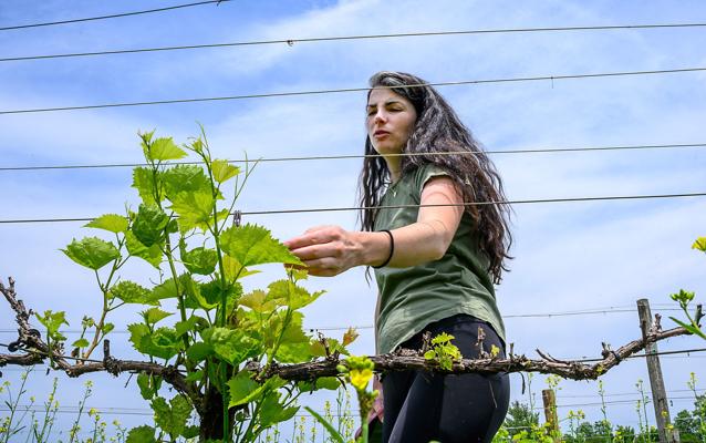 April freeze stunts 2026 local wine season | Agriculture ...