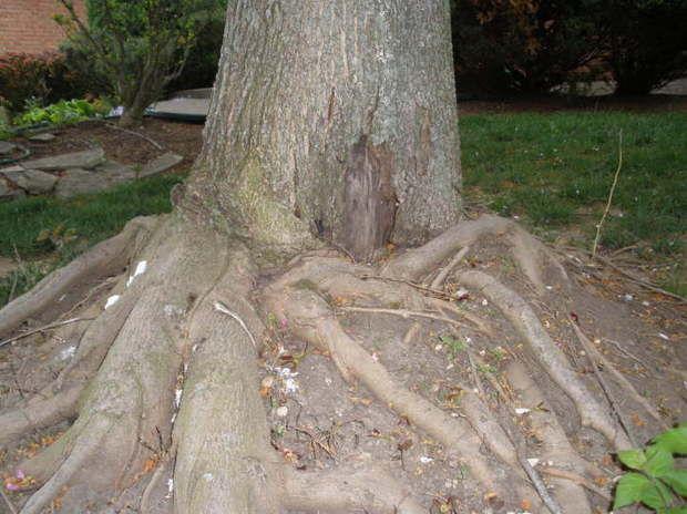 Norway maple | Environment | fredericknewspost.com