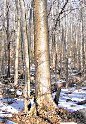 Nature Notes: Yellow birch | Travel And Outdoors | fredericknewspost.com