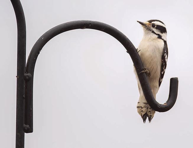 From eagles to wrens, Frederick County is a birdwatching haven ...