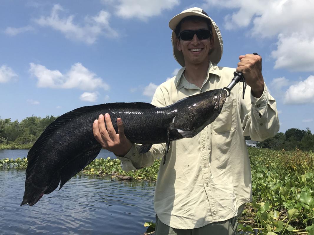 Today's Sportsman: Casting for snakeheads on the Eastern Shore | Travel ...