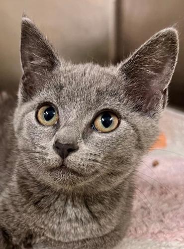 Looking for a home — June 22 | Pets And Animals | fredericknewspost.com