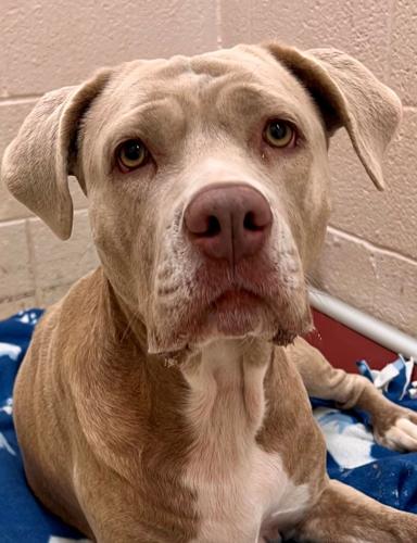 Dixie Ann | Pets And Animals | fredericknewspost.com