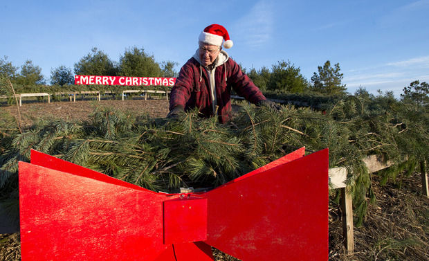 Christmas tree crop good this year; businesses open Friday | Life News ...