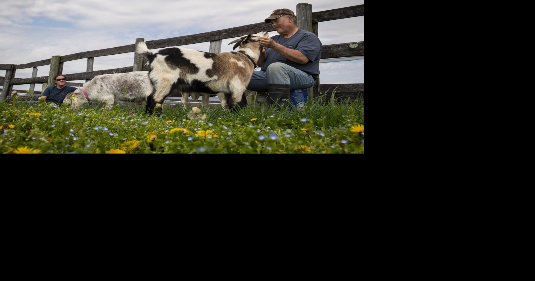 Daily visitors | Pets And Animals | fredericknewspost.com
