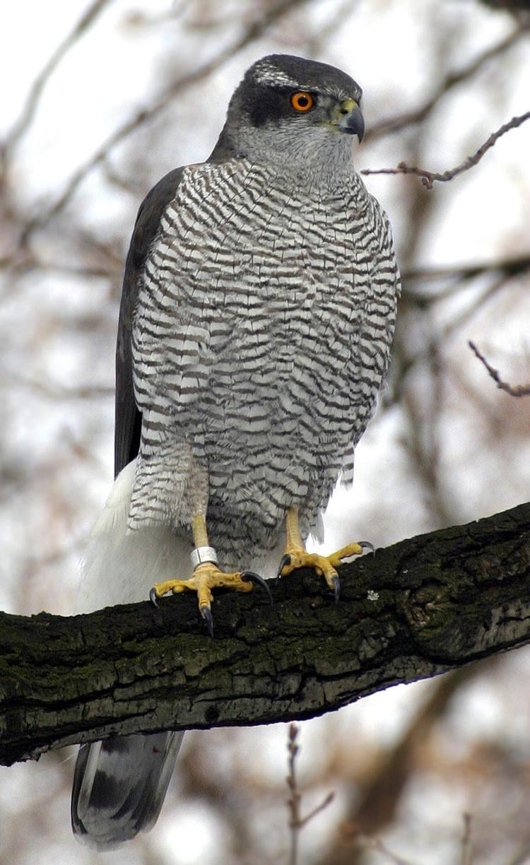 Nature Notes: The notorious northern goshawk | Travel And Outdoors ...