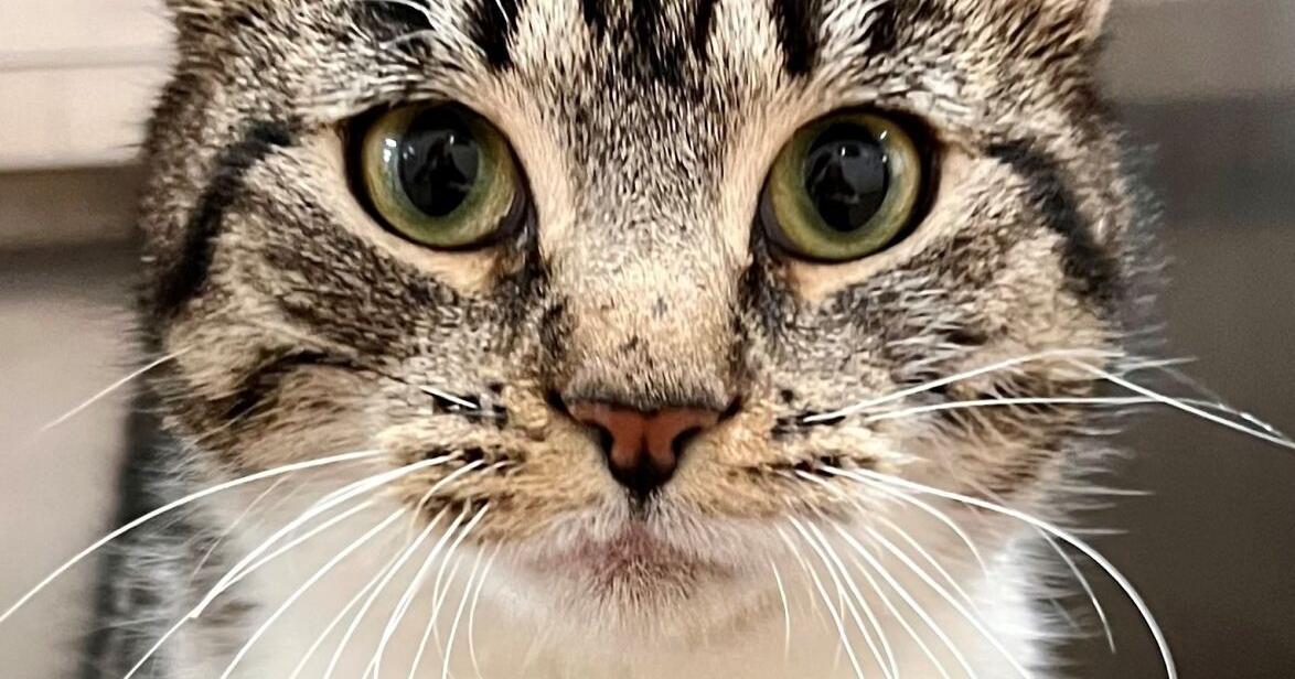 Looking for a home — Dec. 17 | Pets And Animals | fredericknewspost.com