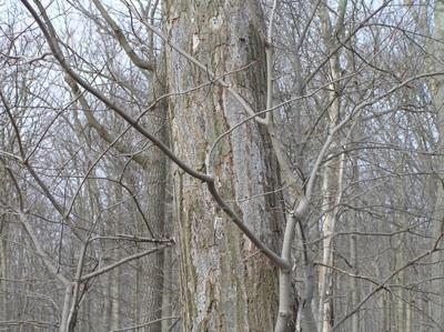Hypoxylon Canker affects weakened oak trees | Environment ...