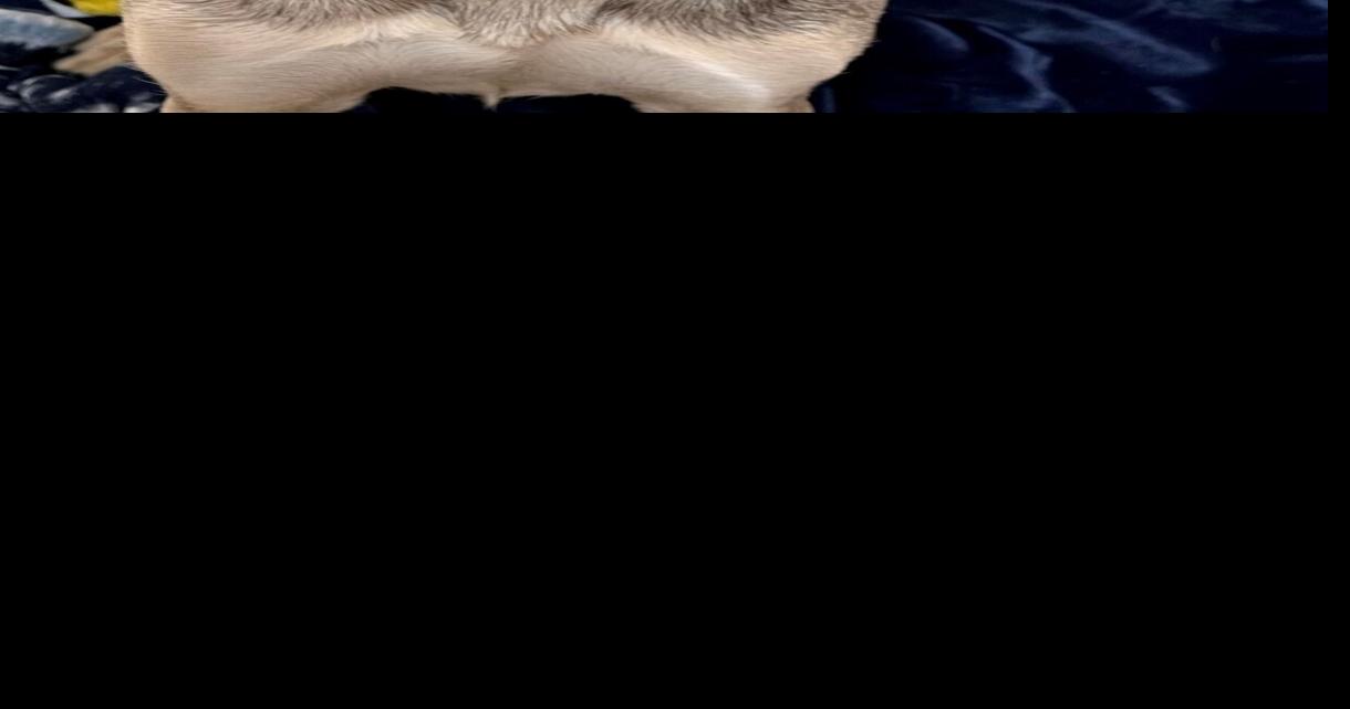 Featured pets — Feb. 18 | Pets And Animals | fredericknewspost.com