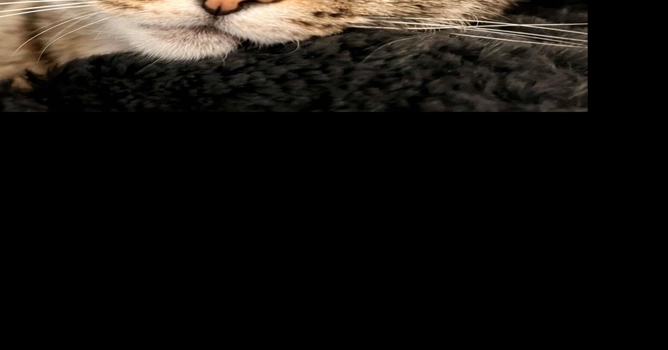 Lady Penelope | Pets And Animals | fredericknewspost.com