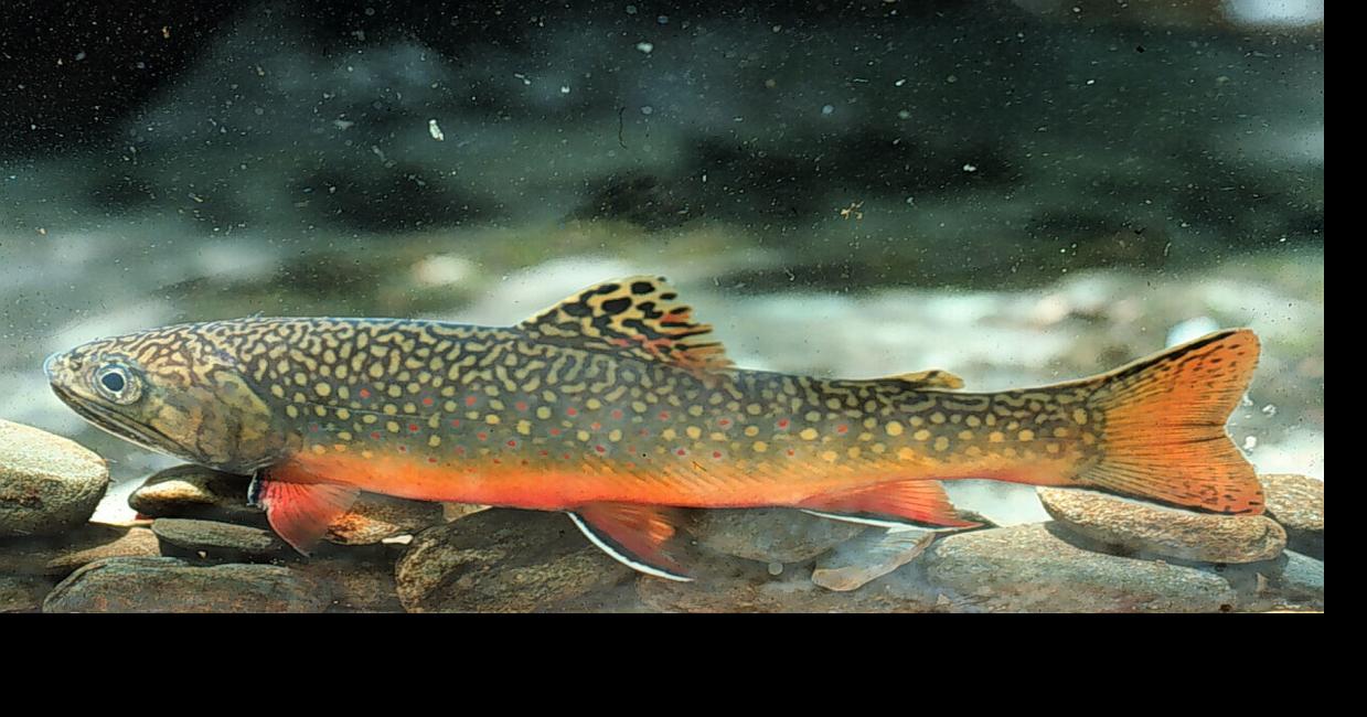 Nature Notes: Native brook trout | Frederick County | fredericknewspost.com