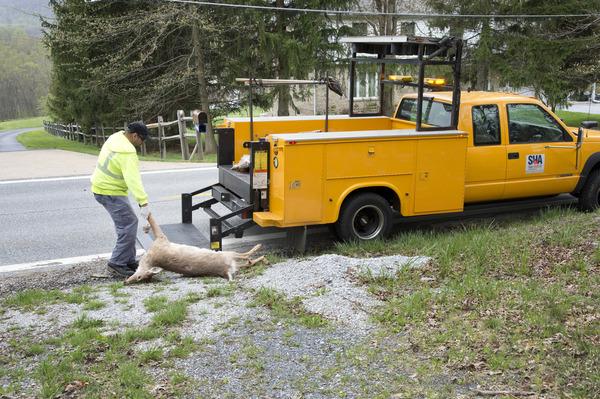 Officials: Roadkill removal top service | Transportation ...