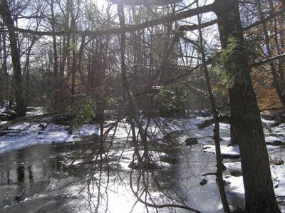 Streamside vegetation | Environment | fredericknewspost.com