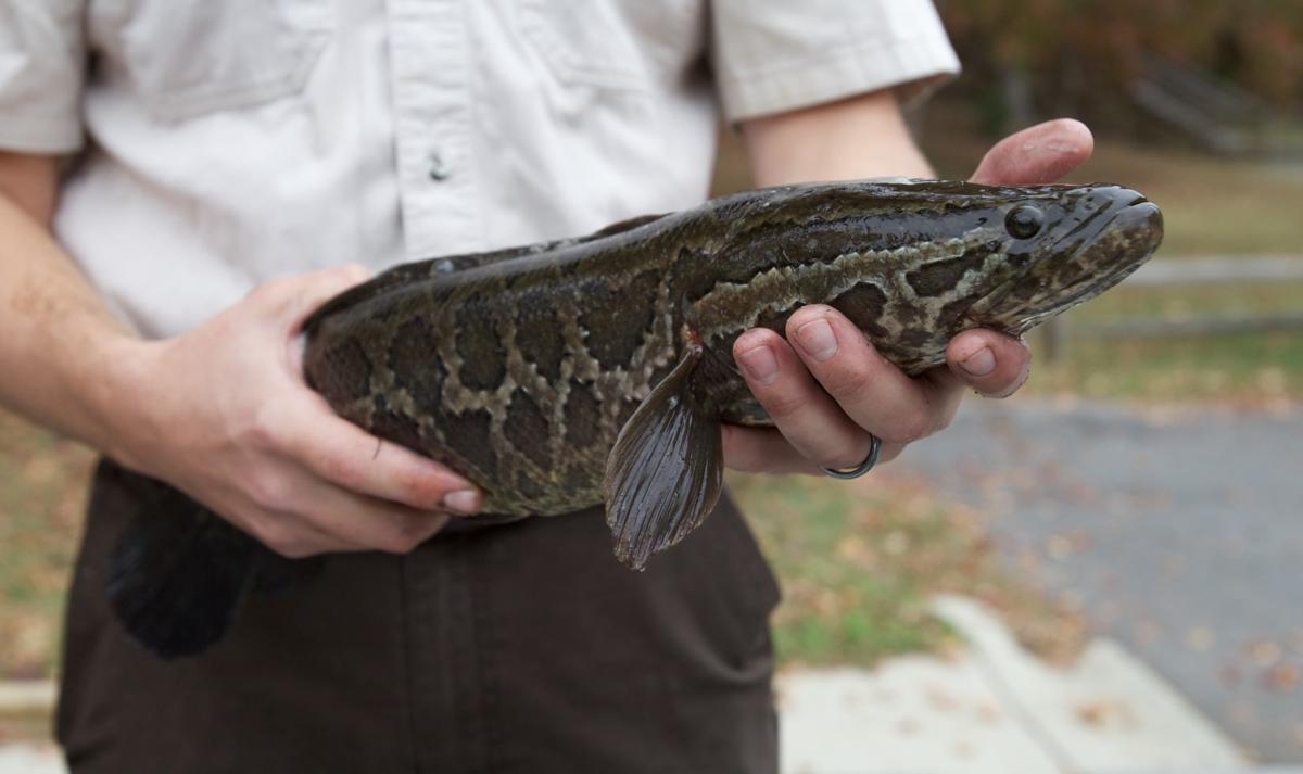 Stop the Snakehead Derby: Anglers will compete to catch this invasive ...
