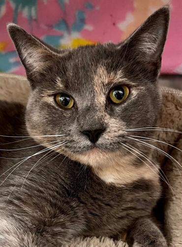 Rue | Pets And Animals | fredericknewspost.com