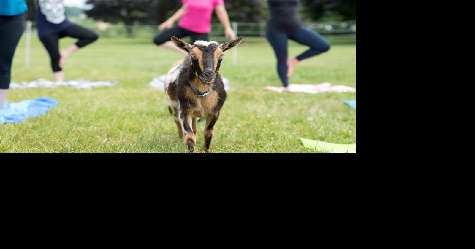 Goat Yoga and Libations at Springfield Manor Winery Distillery Brewery ...