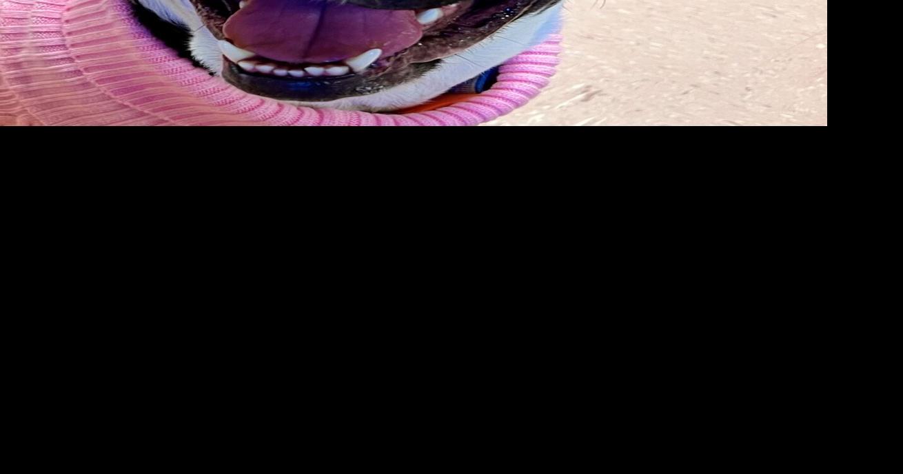 Looking for a home — Jan. 25 | Pets And Animals | fredericknewspost.com