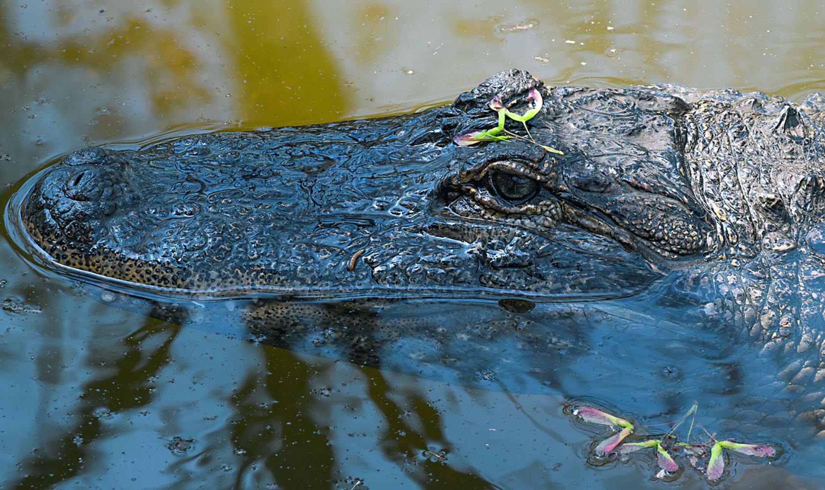 Hot gator summer: Thurmont zoo moves its alligators into summer ...