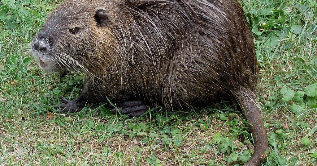 War on invasive nutria heats up in Virginia | Travel And Outdoors ...
