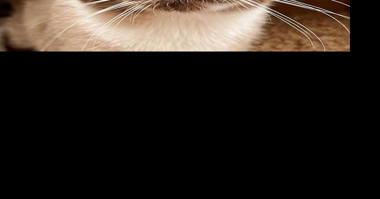 Vail | Pets And Animals | fredericknewspost.com