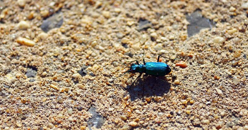 Climate Change and Insects | Outdoor activities & events ...