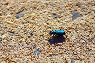 Climate Change and Insects | Outdoor activities & events ...