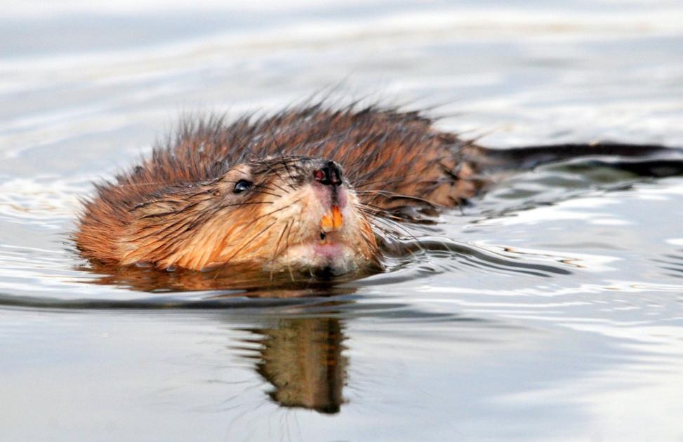 Nature Notes: Muskrats — musky, yes; a rat, no | Travel And Outdoors ...