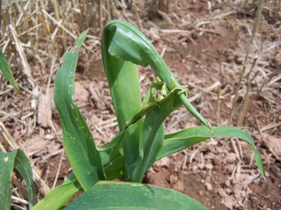 Wet soil presents planting challenges | Agriculture | fredericknewspost.com