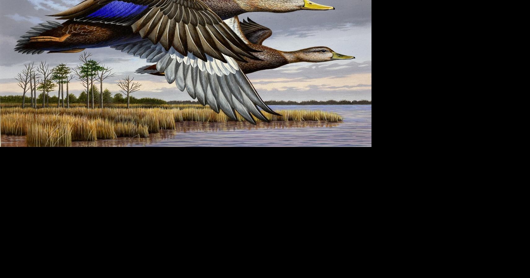 DNR announces winner of 50th, and final, Migratory Game Bird Stamp ...