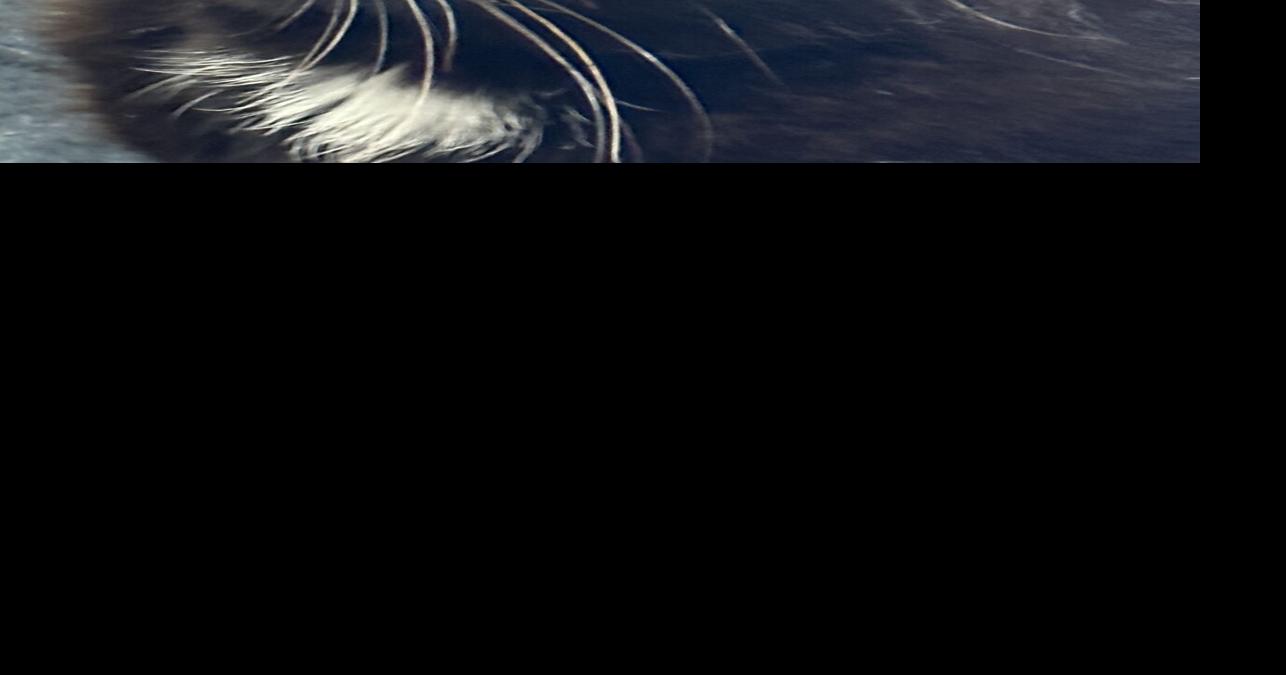 Featured pets — April 29 | Pets And Animals | fredericknewspost.com