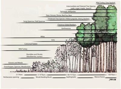 Plant succession 101 | Environment | fredericknewspost.com