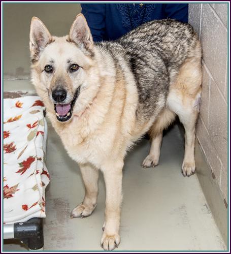 Czarina | Pets And Animals | fredericknewspost.com