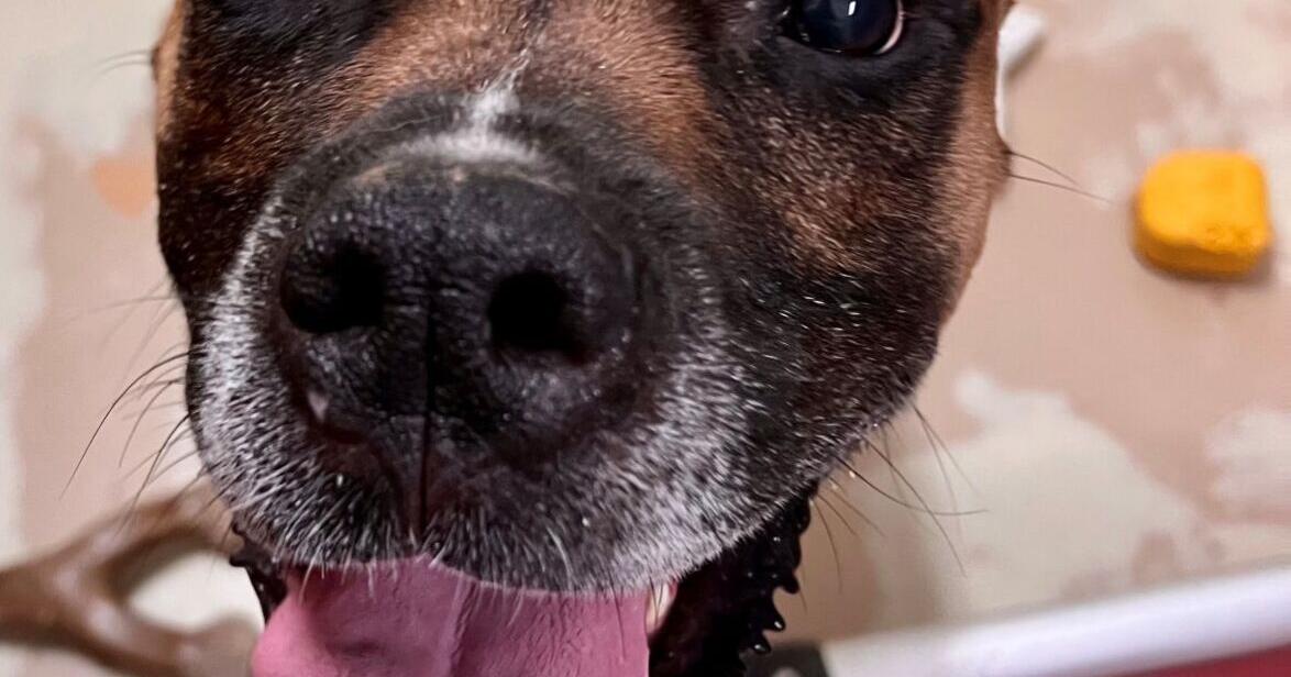 Looking for a home — Jan. 14 | Pets And Animals | fredericknewspost.com